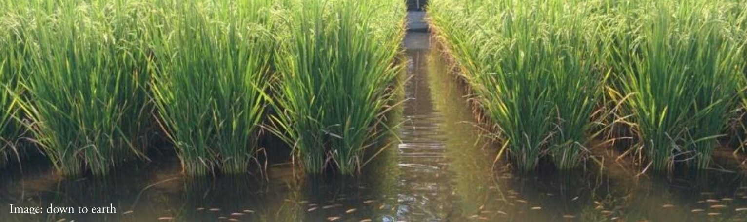 What are Integrated Farming Systems in India? CEEW Research